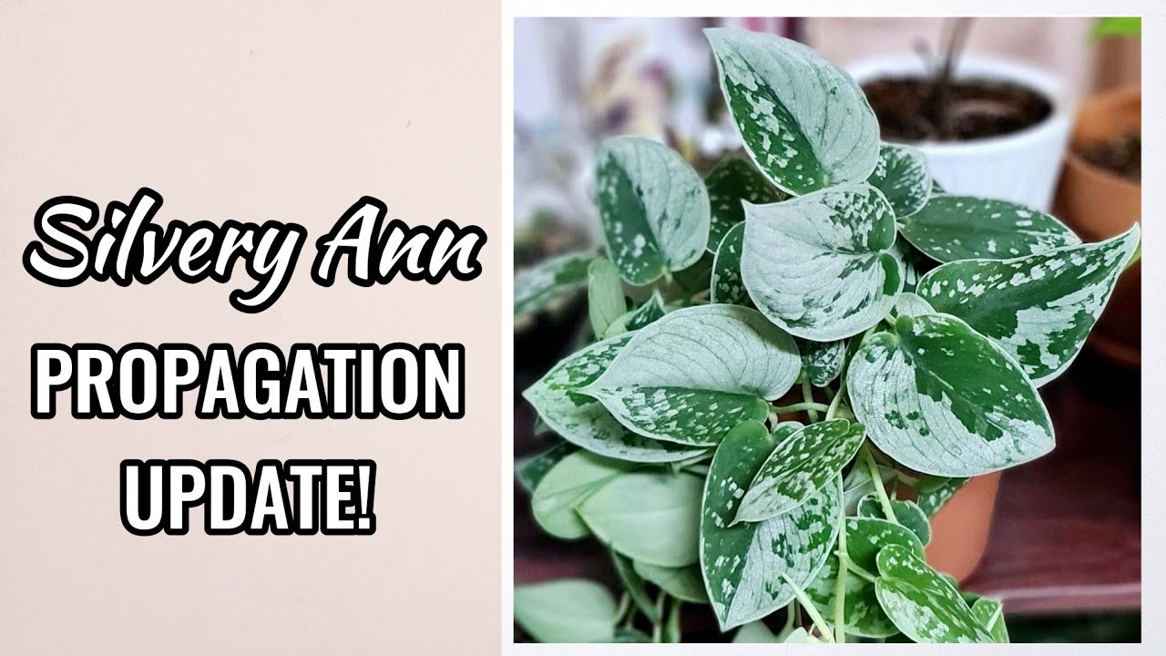 Part 2: How to Propagate Scindapsus Silvery Ann | Propagation Update ...