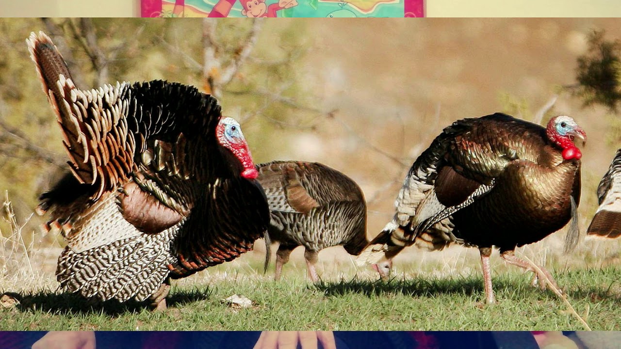 Hindi--Çocuklar için Hayvanlar - Okul Öncesi Eğitim - Nerede Yaşar, Ne ...