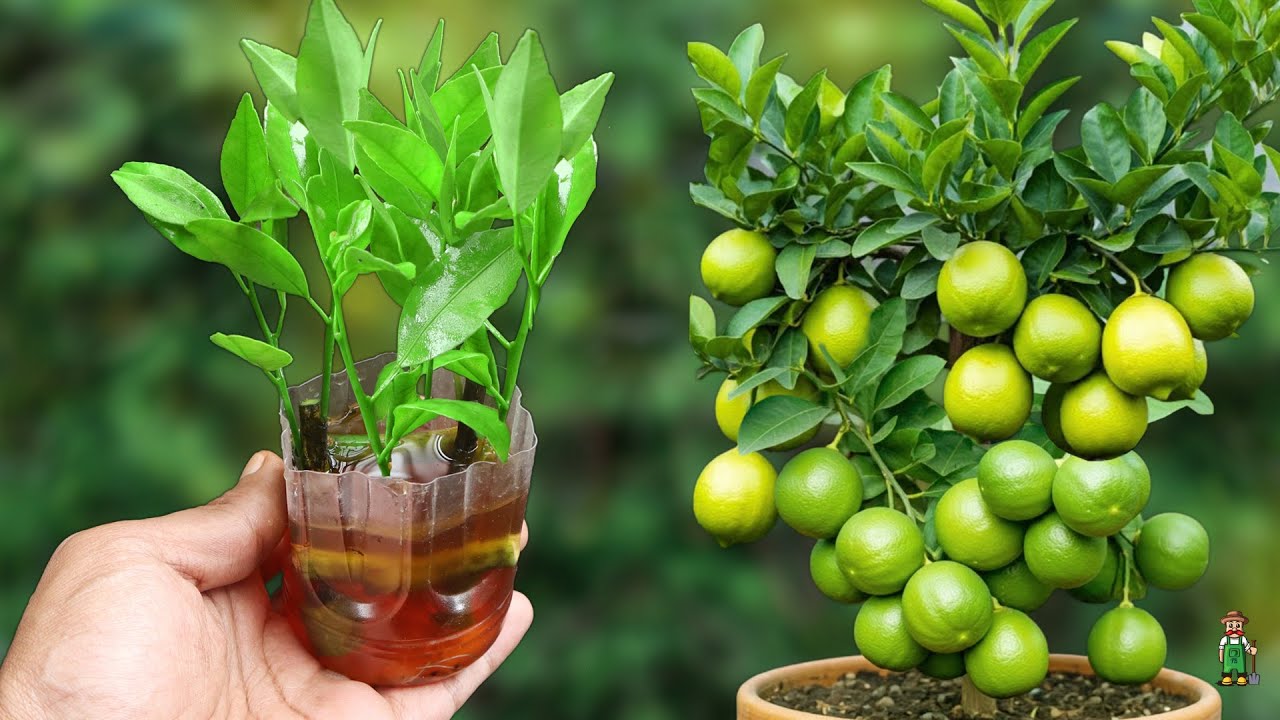 Propagation of lemon trees by the water cuttings method - YouTube