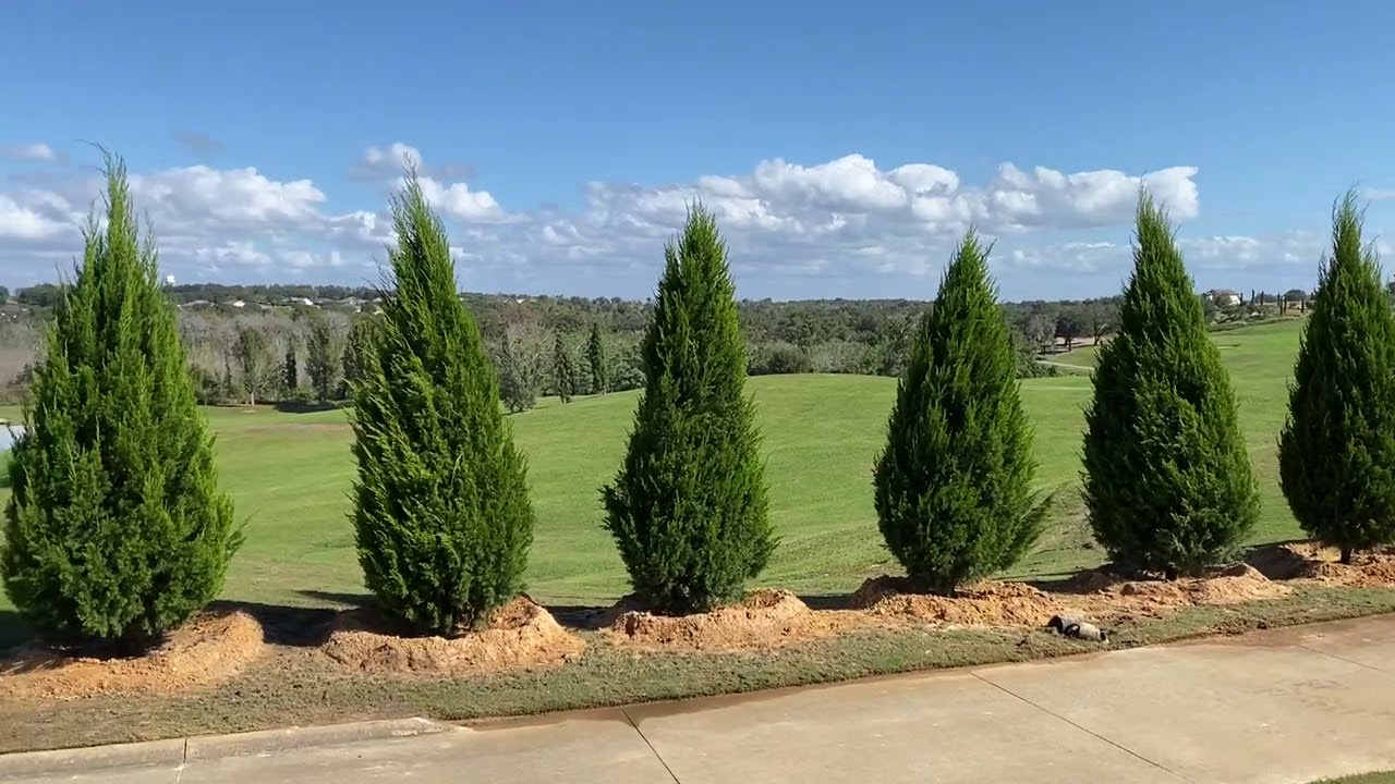 The Tree Planters Presents Brodie Juniper Screen/Large Trees and Palms ...