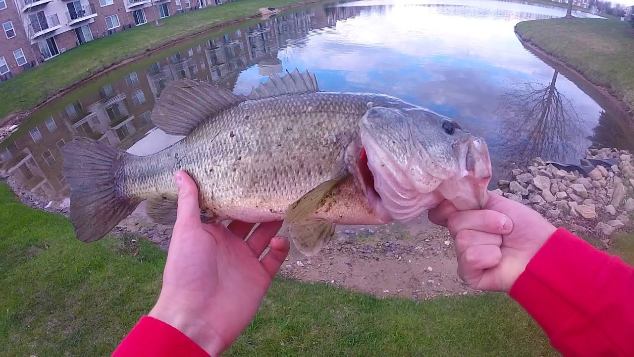 Hooked a MONSTER Bass (Pond Fishing Tips) - YouTube
