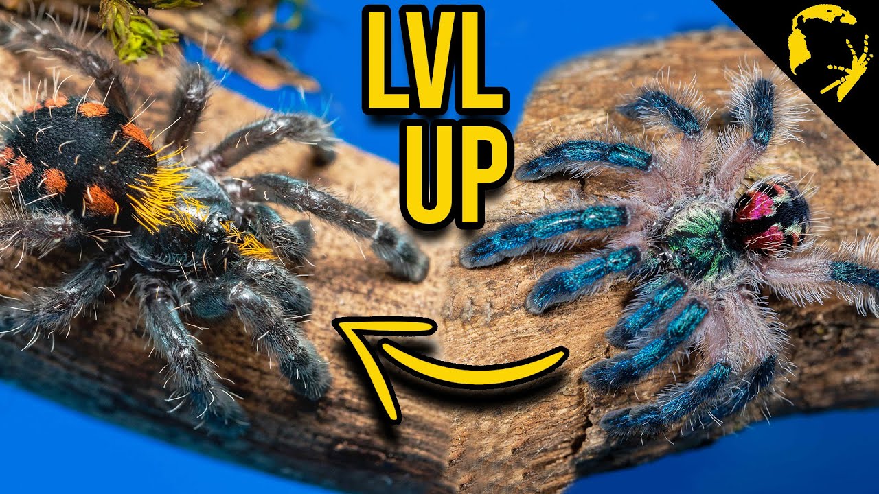 Top 3 Colorful Tarantulas - Typhochlaena costae - YouTube