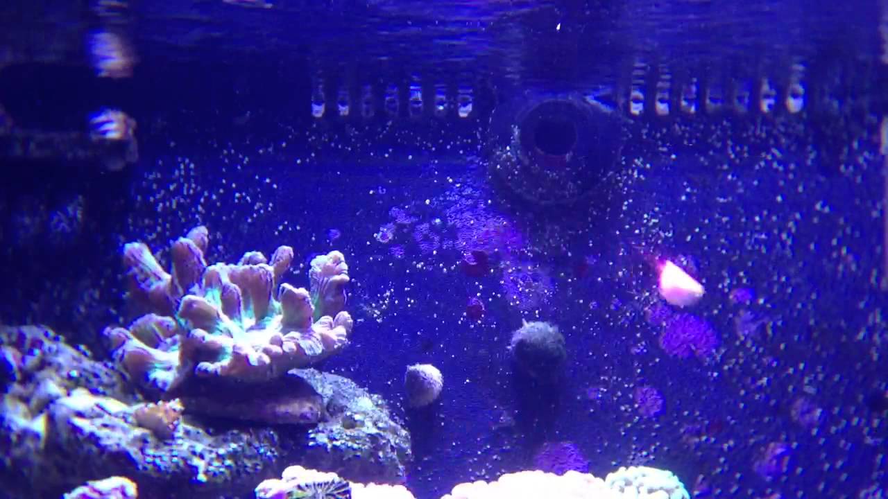 Golden rhomboid and Johnson fairy wrasse - YouTube