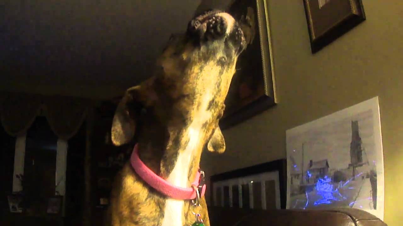 4 month old boxer howling - YouTube