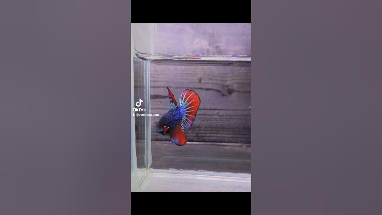 【返金保証】 動画 オス ベタ B8294 タイ産 熱帯魚 イサーン ブラック レッド ブルー Youtube
