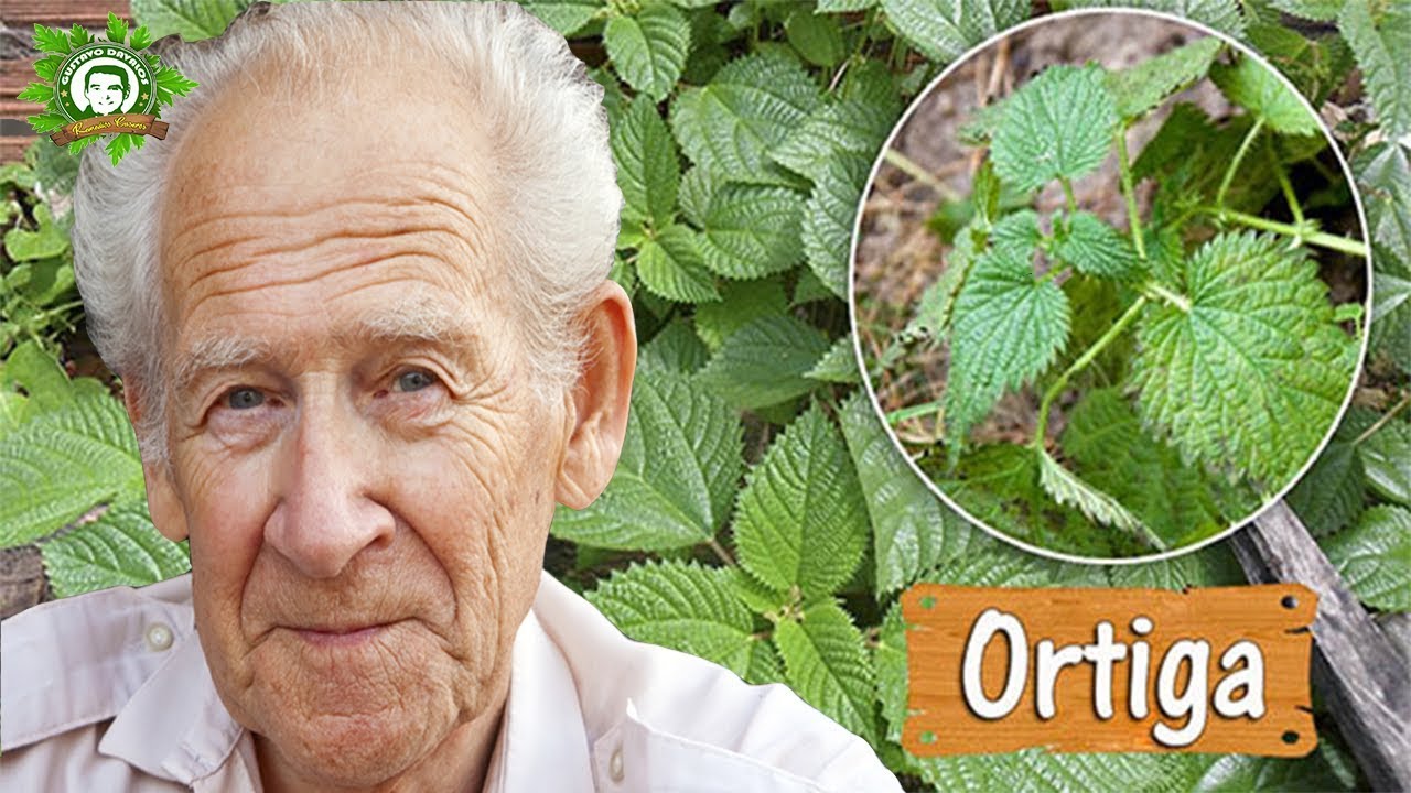 Descubre Las Propiedades Curativas De La Ortiga y Los Beneficios Que ...