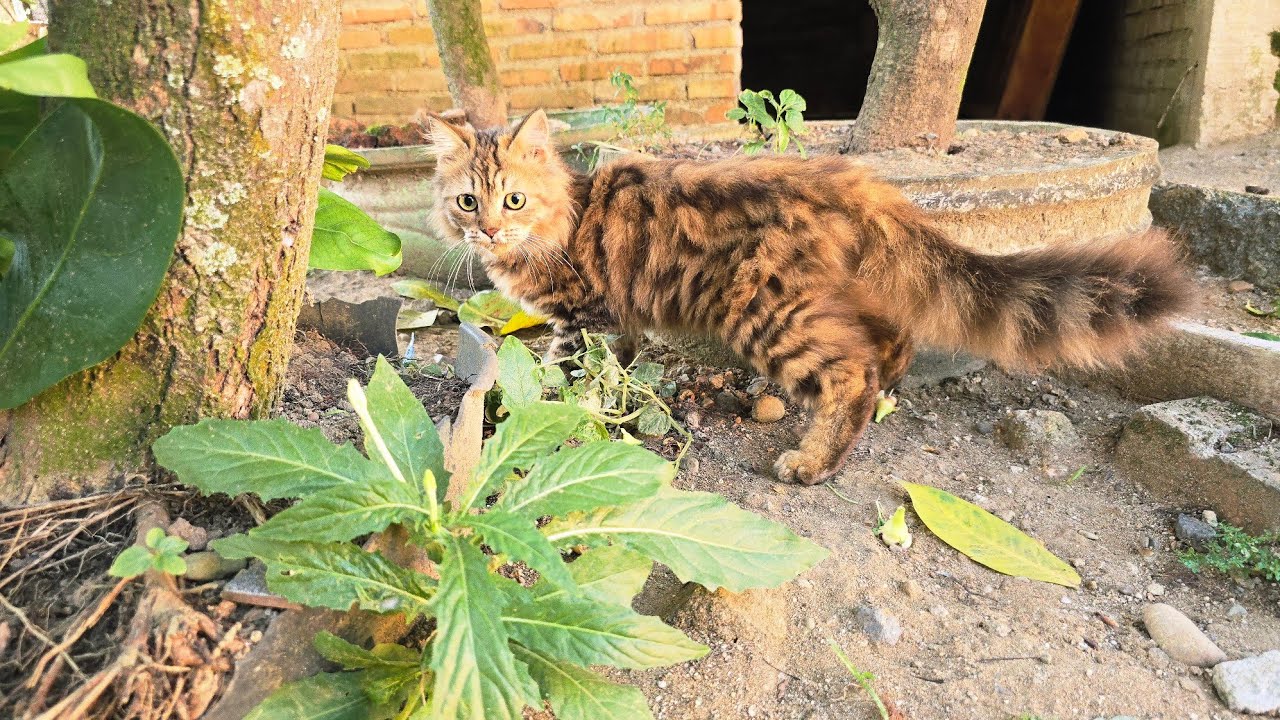 Live Furry Explorer - YouTube