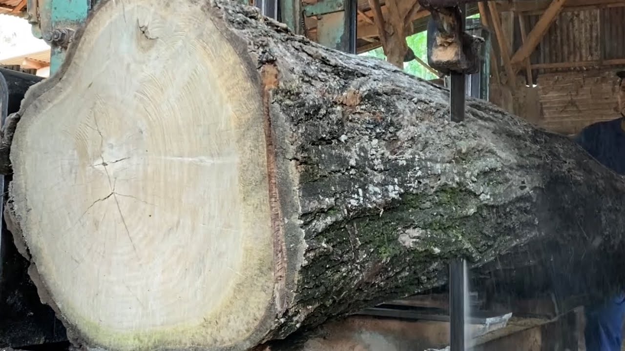 Empuk sekali kayu waru purba di cabik cabik sawmill kayu bahan papan ...