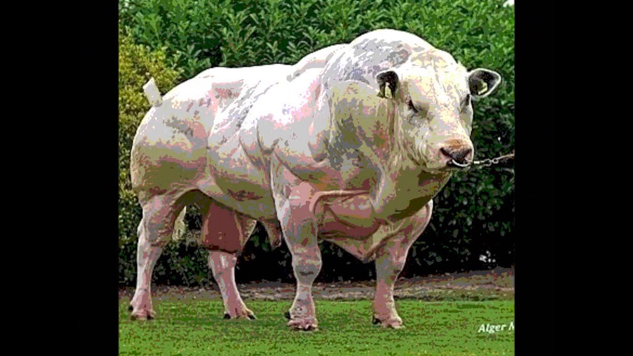 Meat "Buff Yuppie" Album Promo - YouTube