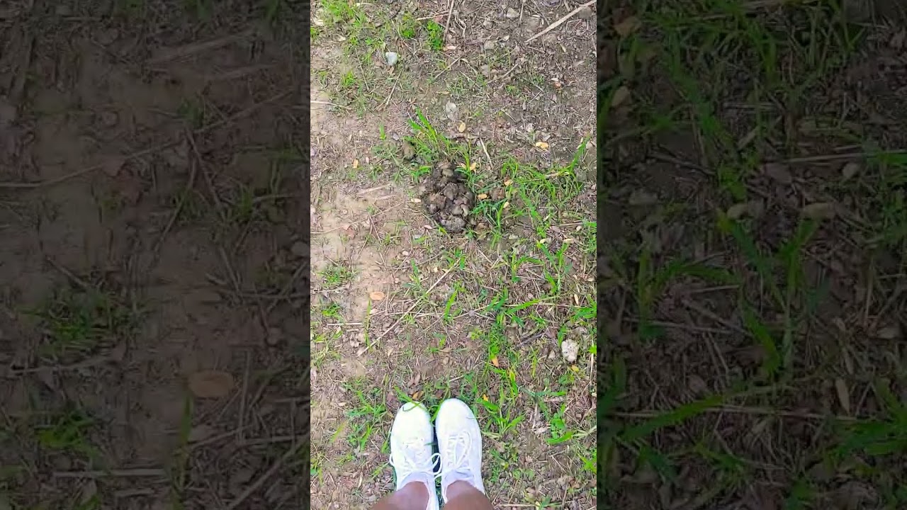 dot step on poop - YouTube