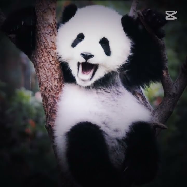 my panda edit - YouTube