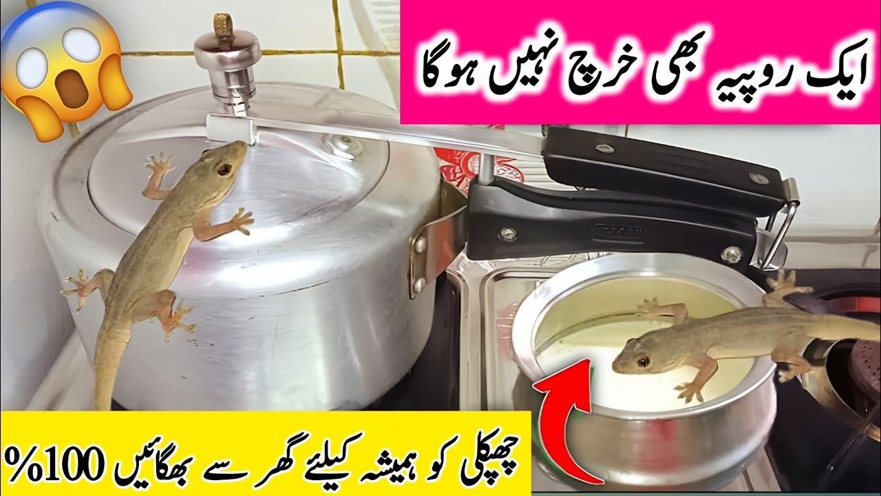 Ghar Se Chipkali Bhagane Ka Tarika|Get Rid Of Lizards At Home|Tips And ...