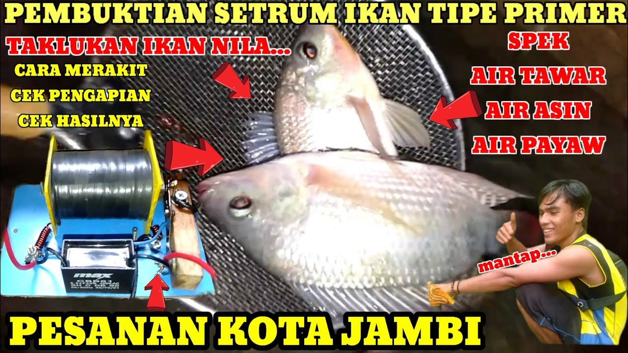 setrum ikan tipe primer khusus ikan nila - YouTube