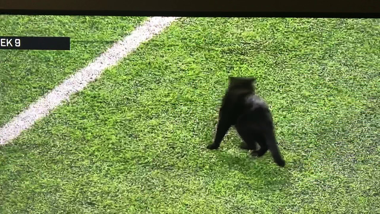 Merlin the Black Cat MNF - YouTube