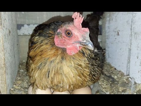 FOLLUKLARDAN YUMURTA TOPLUYORUM | GURK MU? 🐣