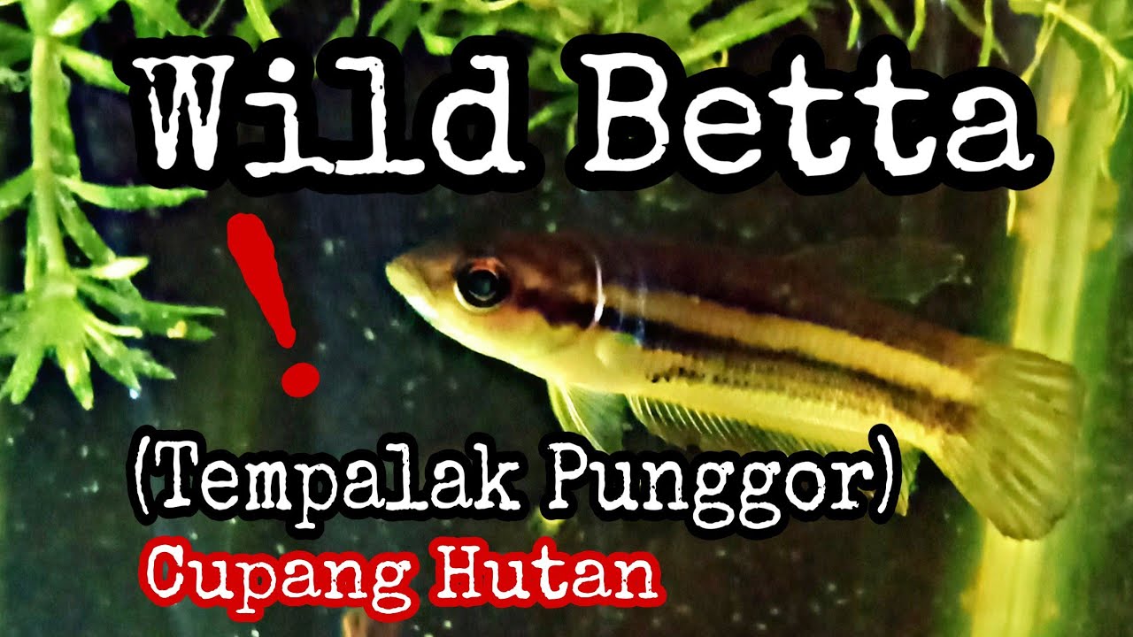 WILD BETTA IKAN CUPANG 'RAKSASA' || BETTA CF RENATA PULAU BELITUNG ...