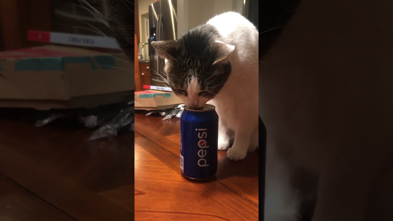 Pepsi cat - YouTube