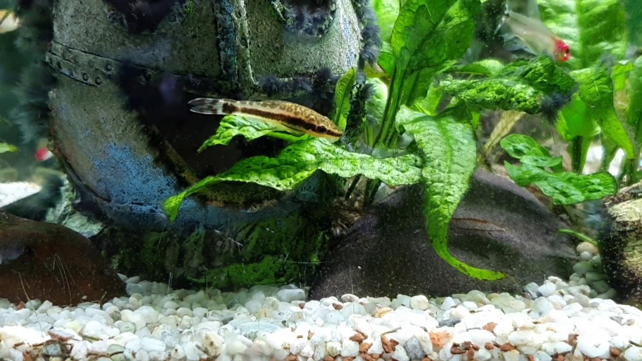Dwarf suckers Otos tropical fish - YouTube