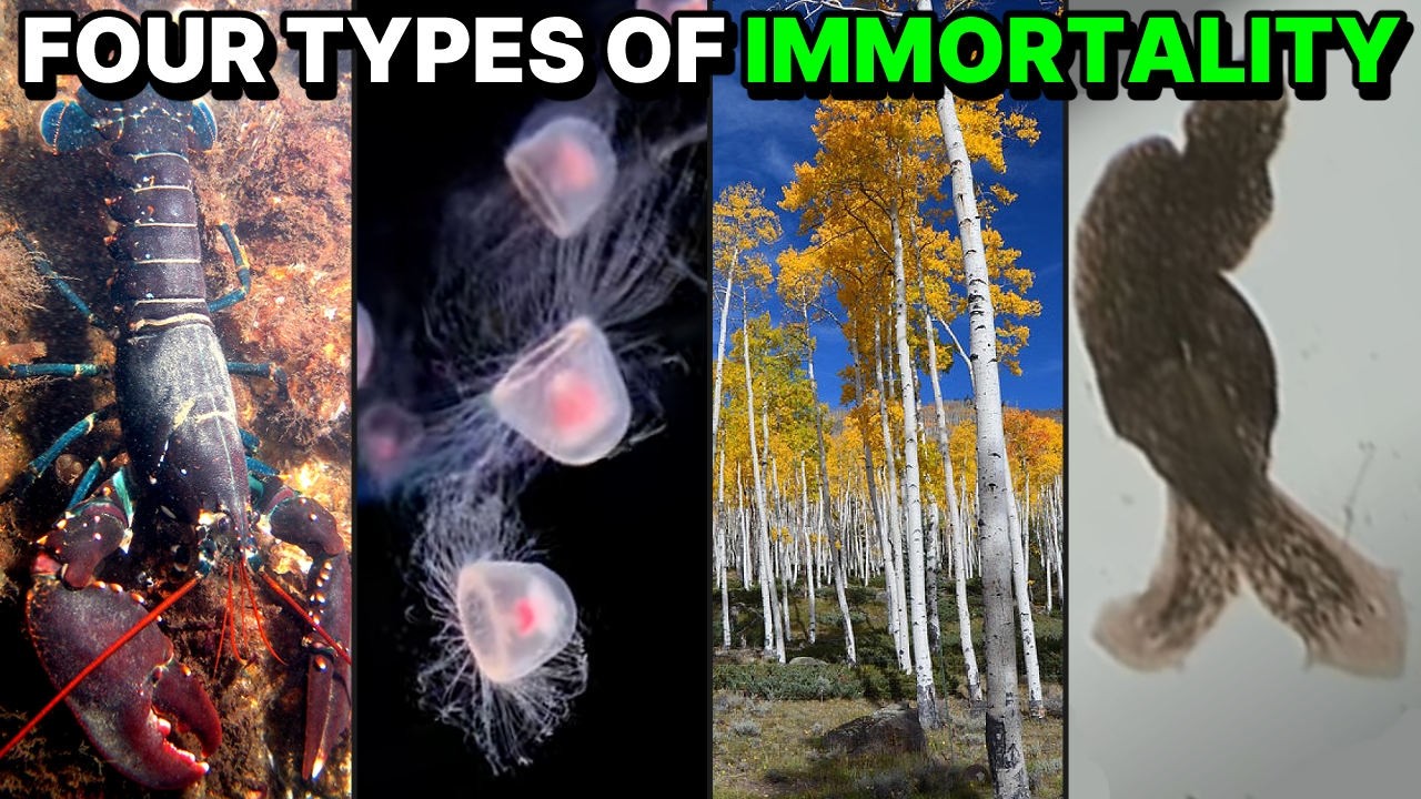 Immortality in Nature Explained - YouTube