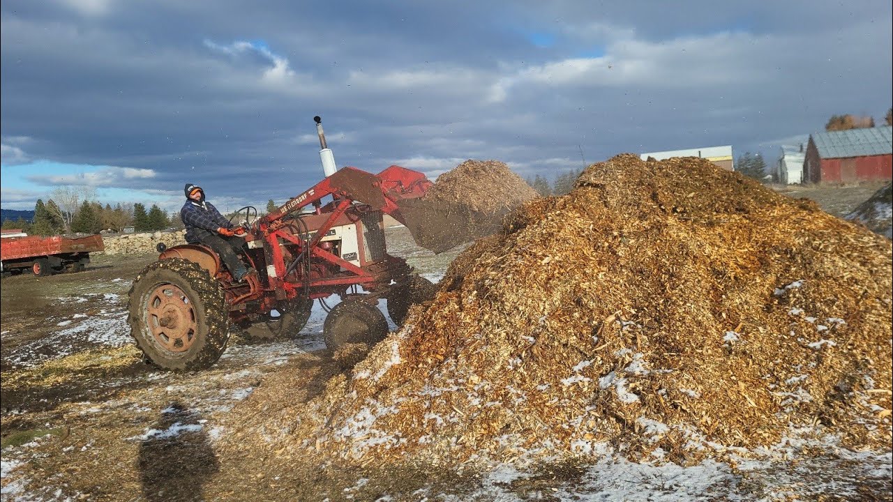 Farmall 504 Tractor Cleaning Up Manure and Spreading Woodchip Mulch ...