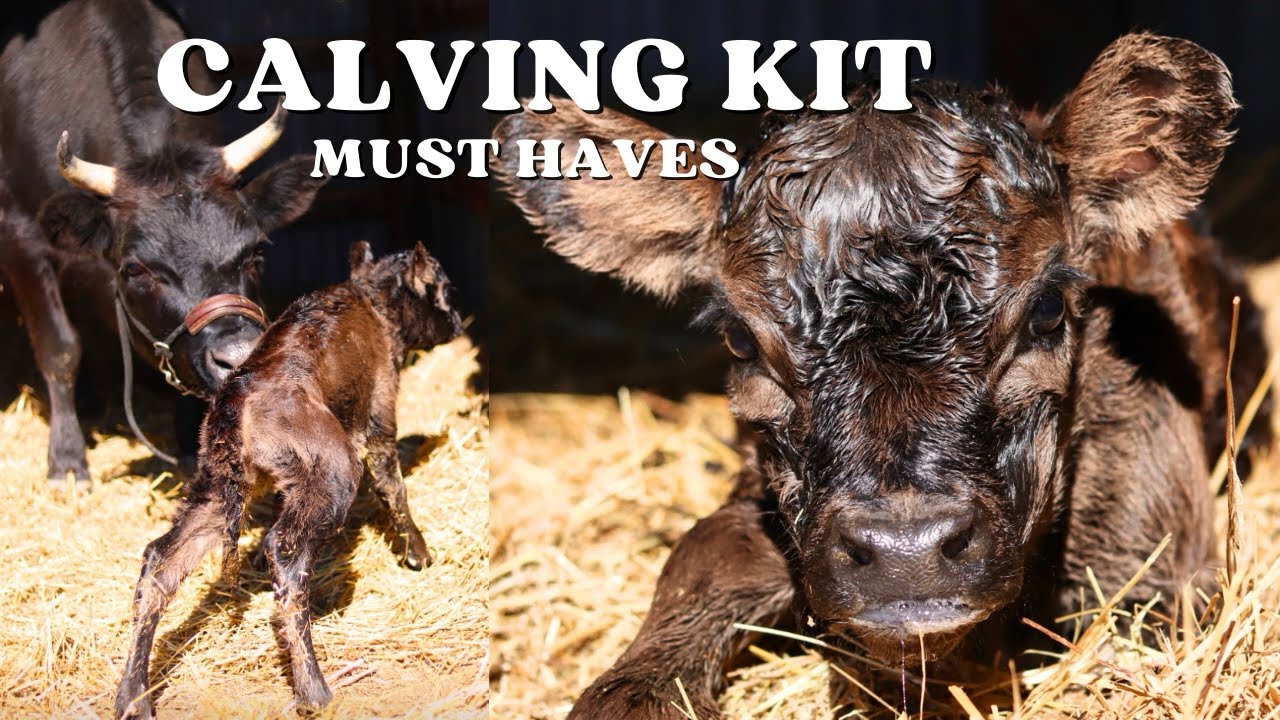 Dairy Cow Calving Supplies! 🐮 Here’s What You Should Know… - YouTube