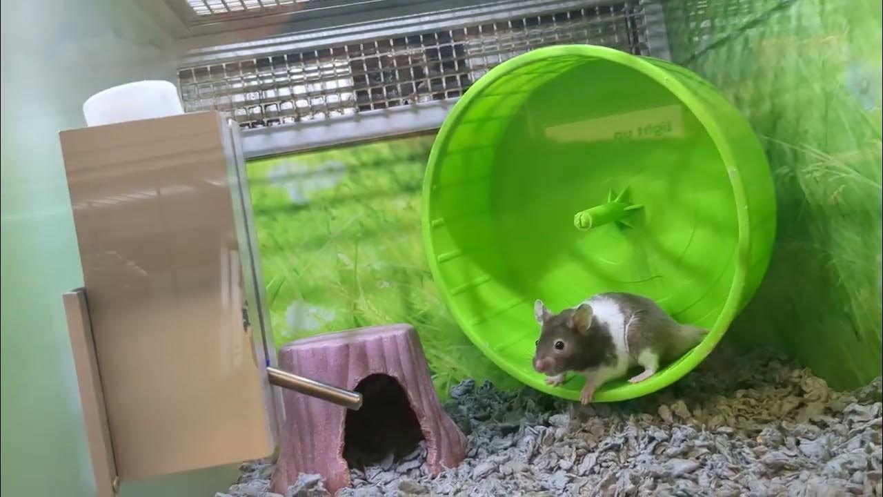 pets lovers# hamster* Guinea pigs* lizard* birds - YouTube