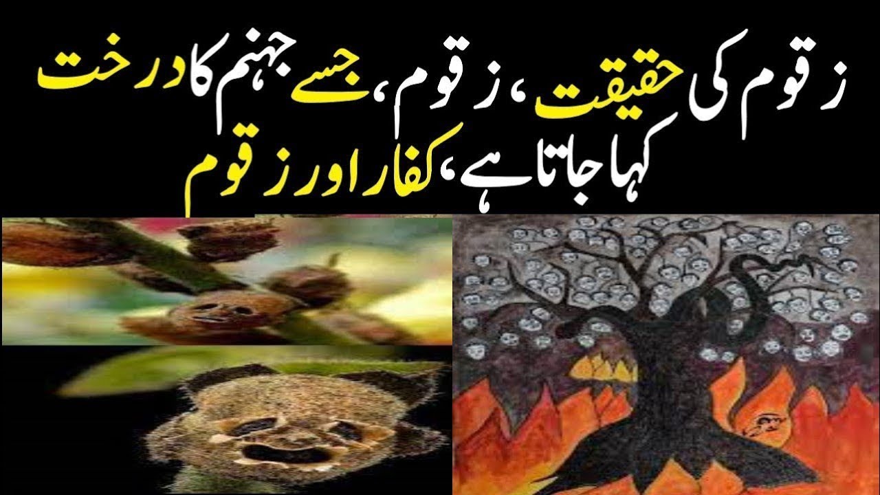 Zaqqum Tree the Tree of Jahanum | Mentioned in Quran Surah As Saffat 62 ...