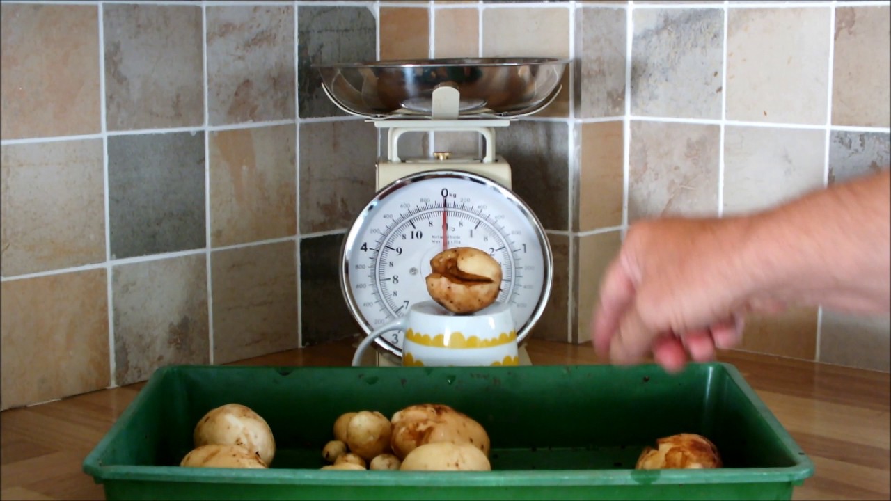 Early Potato reveal and some 'potatoes splitting / bursting' info - YouTube