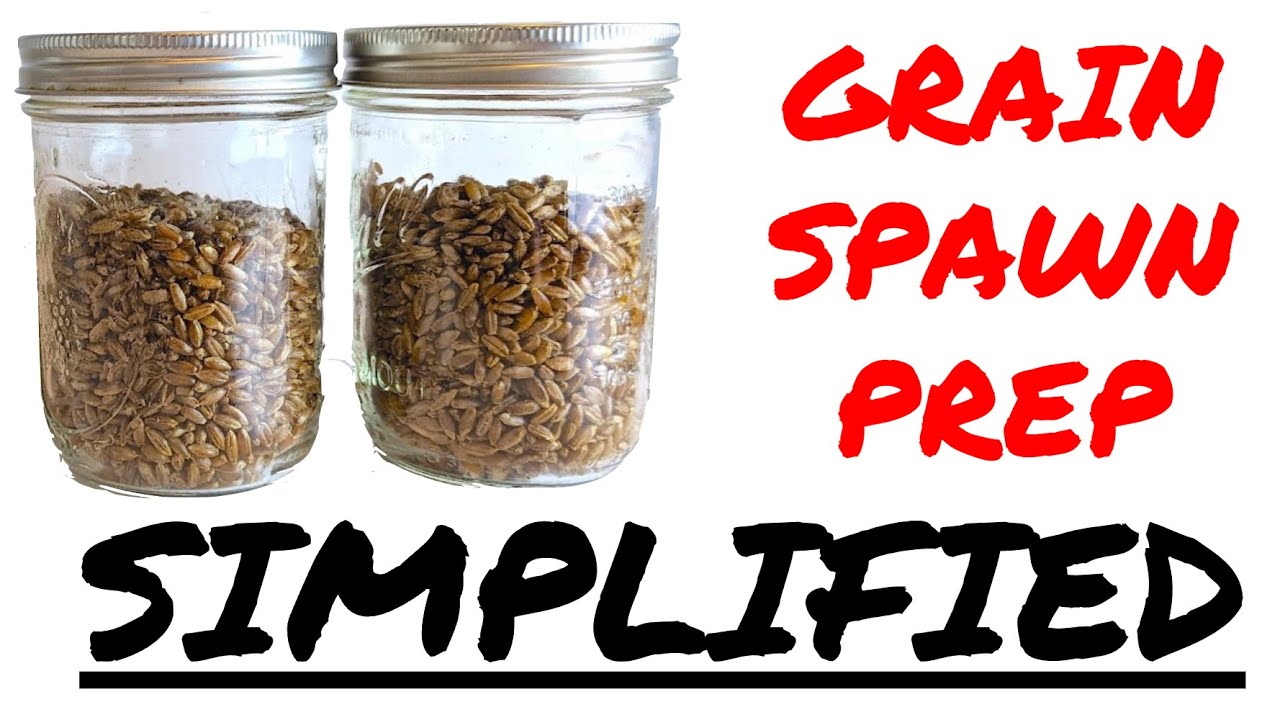 How I Prepare Grain for Mushroom Mycelium Spawn at Home for Monotub ...