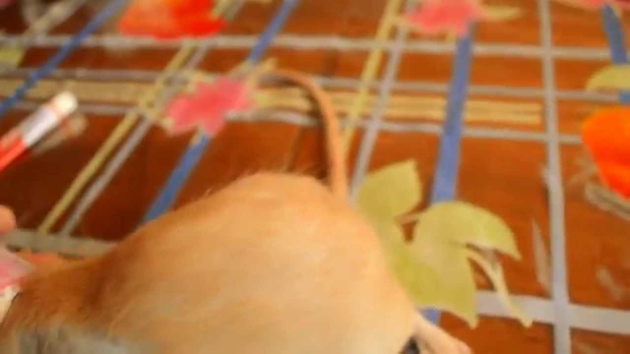 Cone collar for rat - YouTube