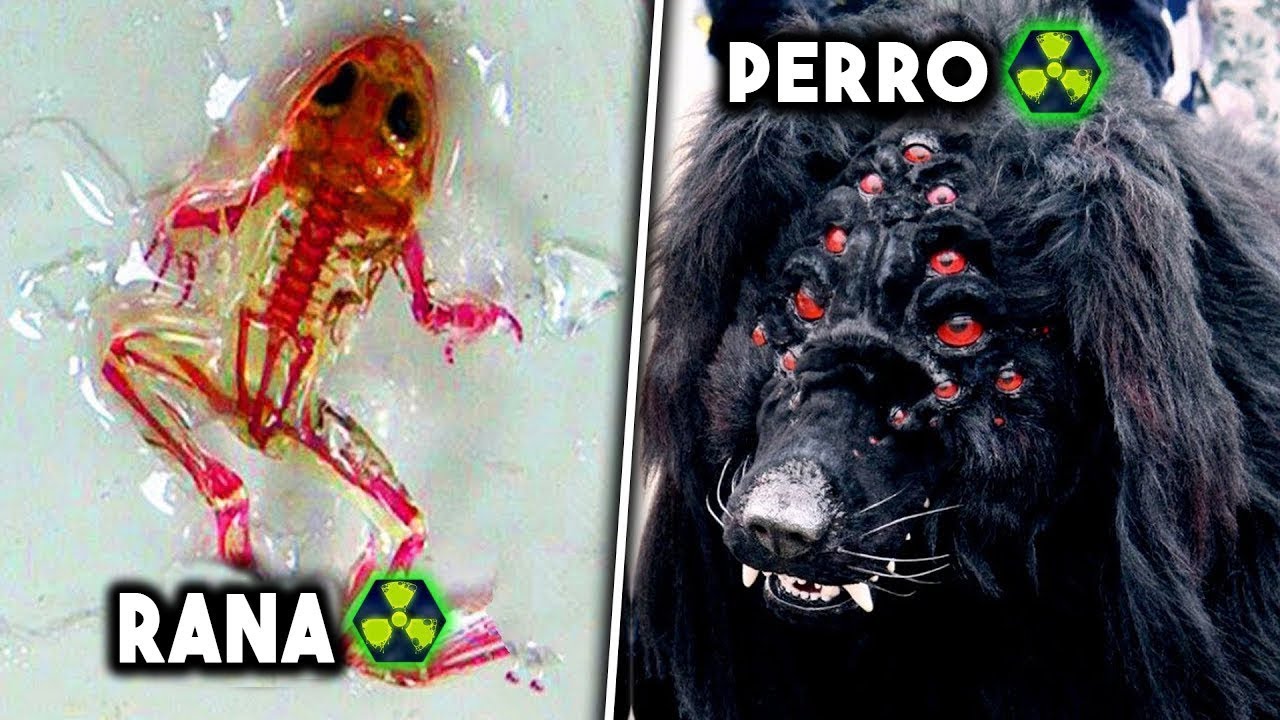 ¿Cómo han mutado los animales radiactivos de Chernobil en los últimos ...
