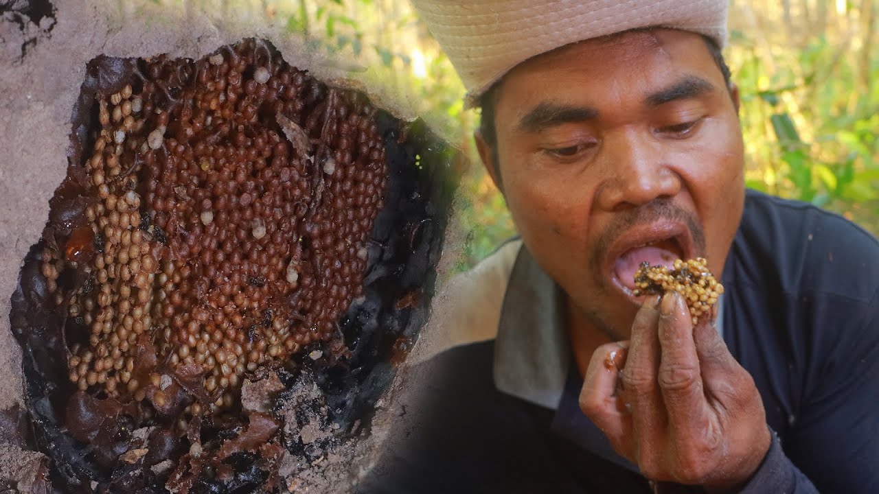 Rare Stingless Bee Honey! Discover the Secret of Mroum in Cambodia 🐝🍯 ...