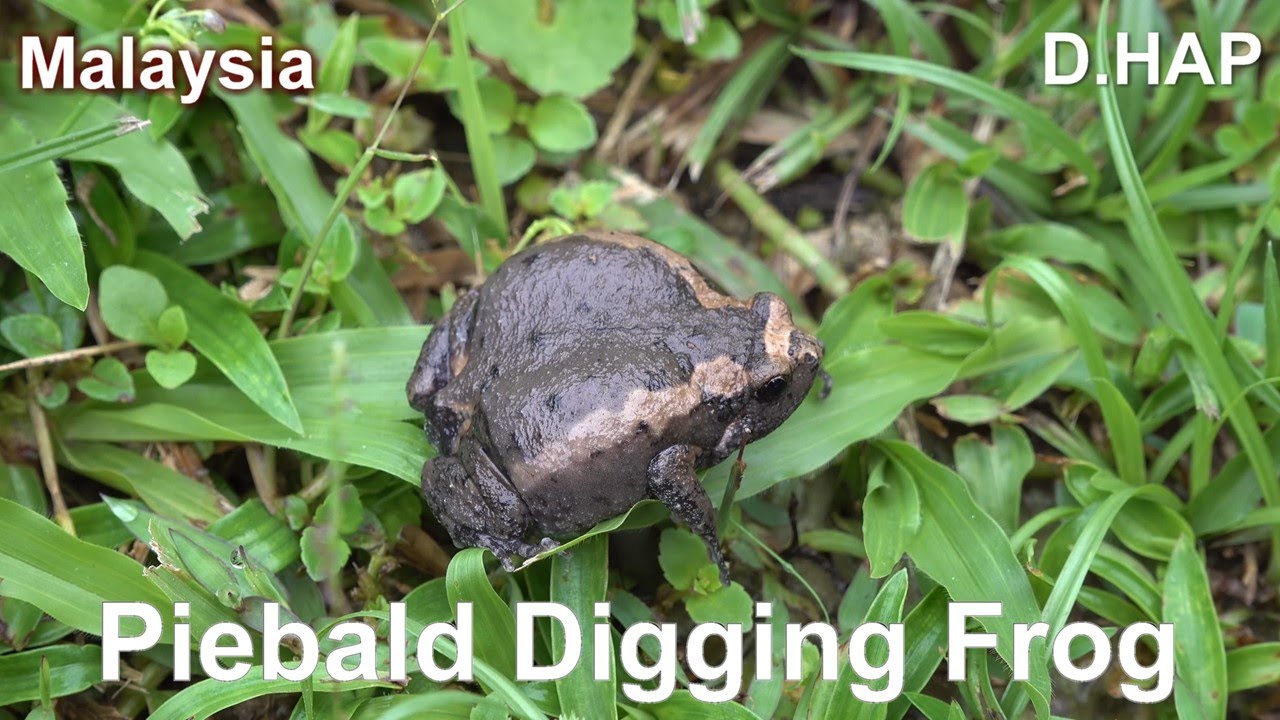 [말레이시아_Malaysia] Piebald Digging Frog (얼룩무늬맹꽁이) - YouTube