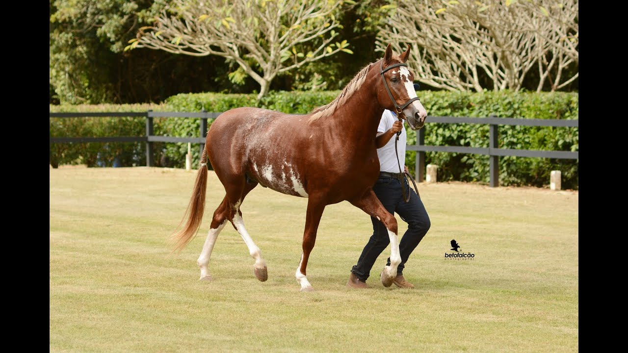 REMULO DO HIC - YouTube