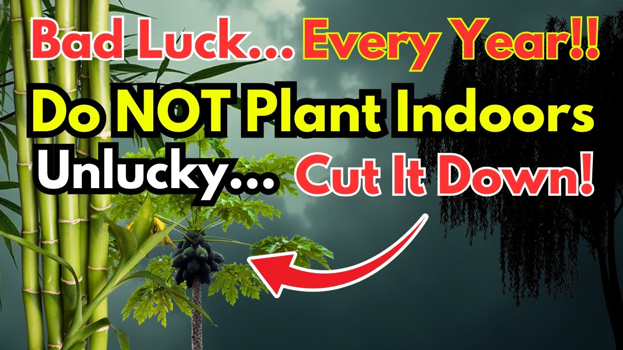 13 Trees You Shouldn’t Grow or Bring Indoors – Bad Luck, Blocking ...