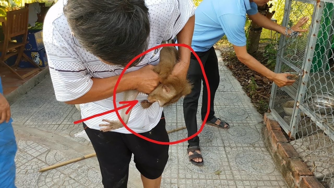 Làm thế nào để bắt được khỉ (How to catch monkeys) - YouTube