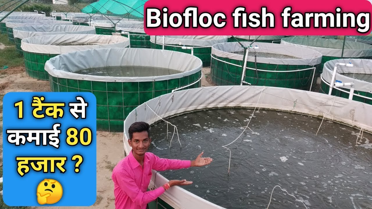 Biofloc Fish Farming in India || एक टैंक से 80,000 की कमाई सच या झूठ ...