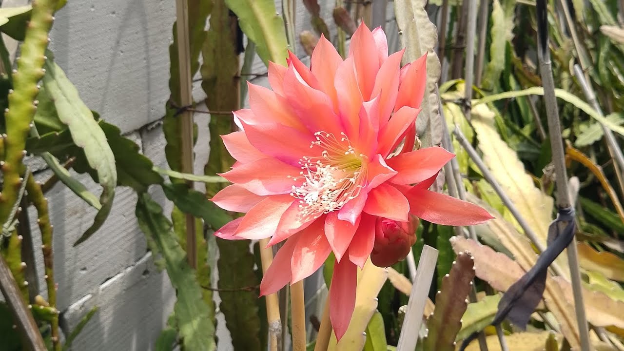 bunga keberuntungan | bunga Wijaya Kusuma hybrida mekar indah di siang ...