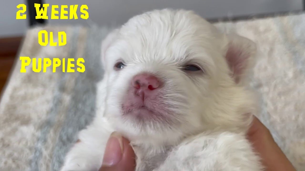 Baby dog #cute puppies video compilation: 2 weeks old puppies - YouTube