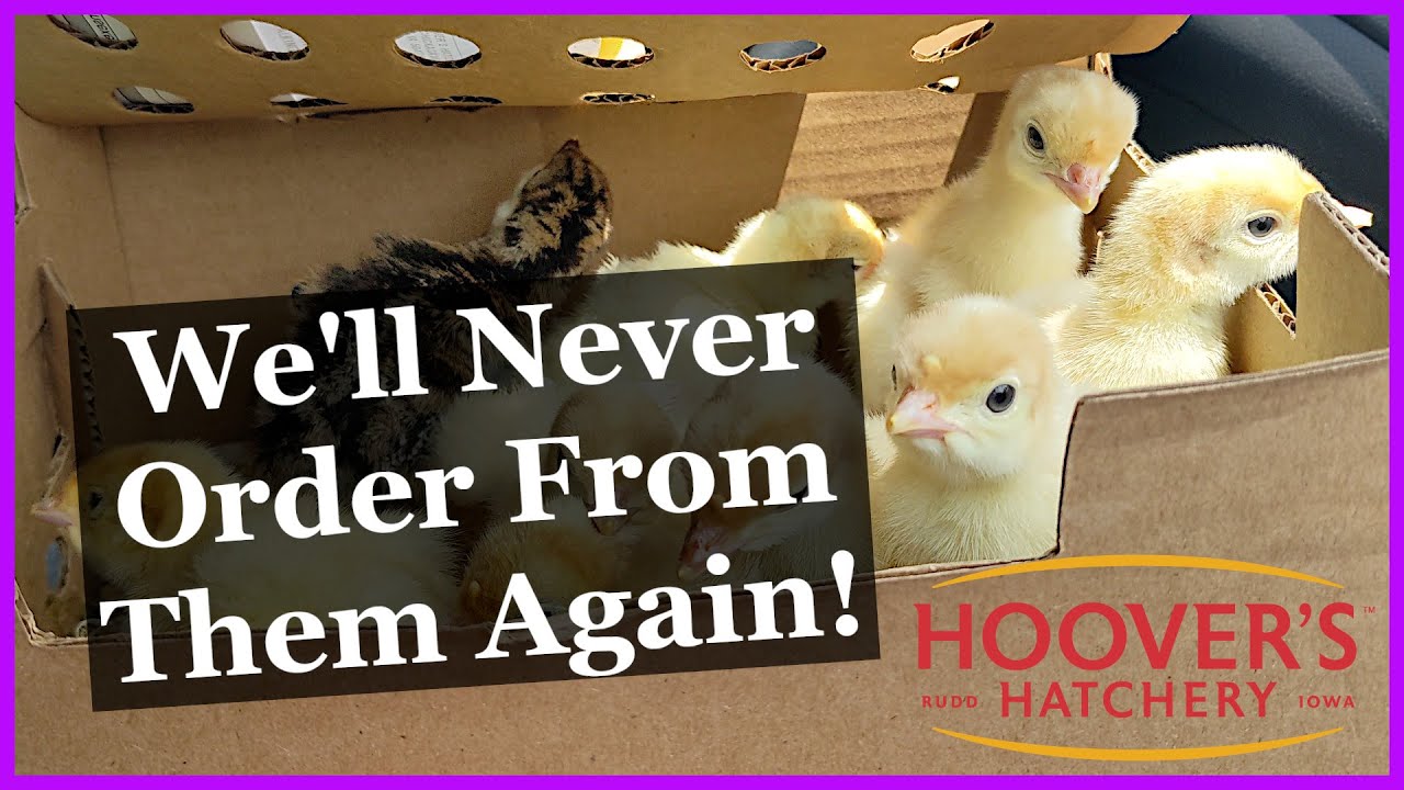 Baby Turkeys from Hoover's Hatchery - Big Mistake? - YouTube