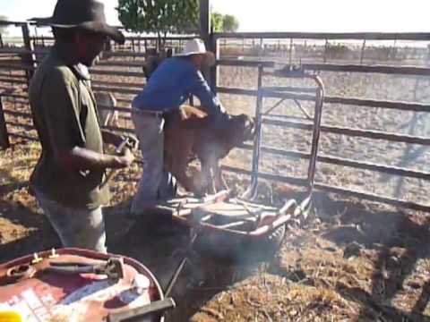 Springvale Cattle Station @ Western Australia - YouTube
