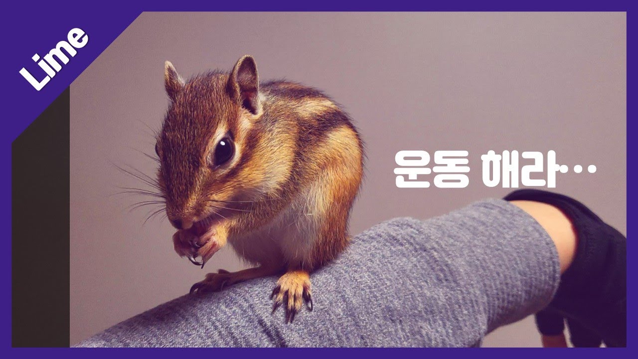 여기 팔 운동 시켜주는 착한 다람쥐가 있습니다 / Chipmunk helps me exercise my arms - YouTube