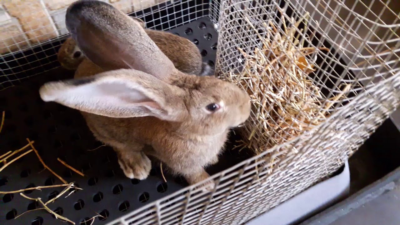 Un clapier fait maison pour lapin géant - YouTube