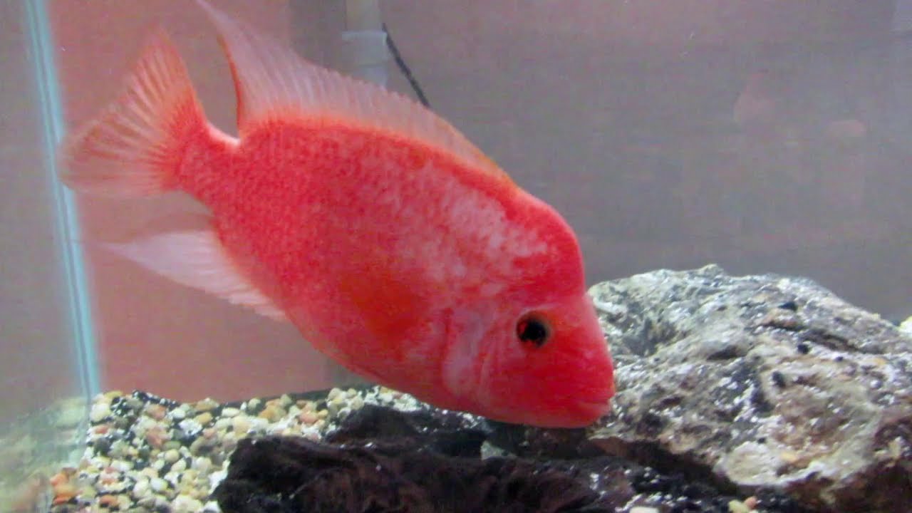 THE RED DEVIL CICHLID !!! (Care Guide & Info) - YouTube
