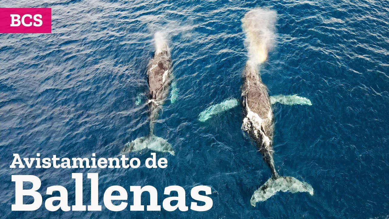 Avistamiento de Ballenas en Cabo San Lucas, Baja California Sur - YouTube