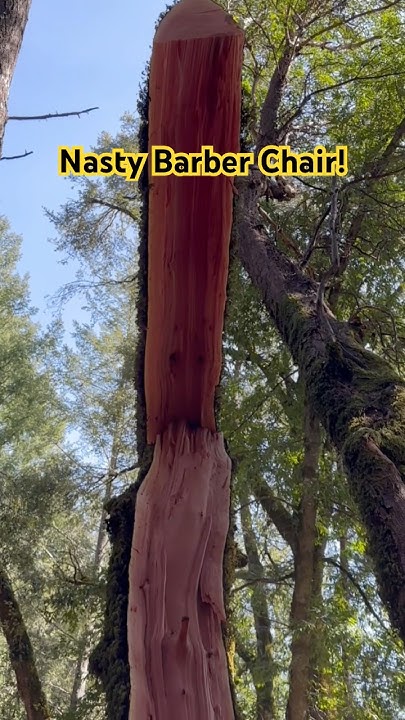 Nasty barber chair tree - YouTube