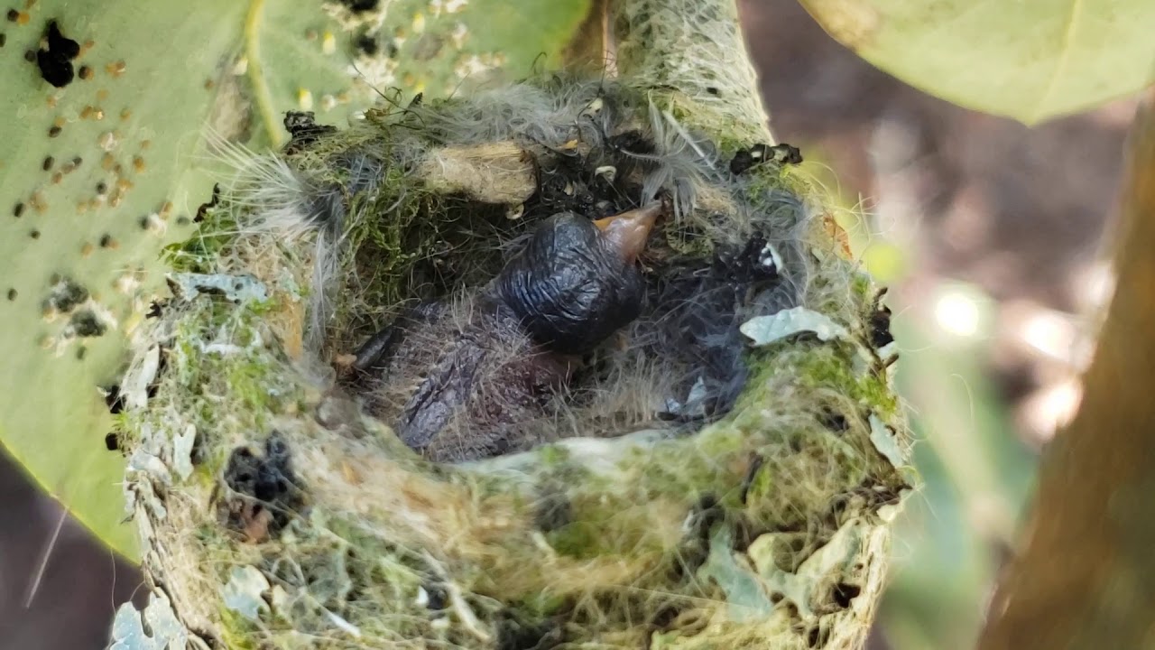 Two baby Rufous hummingbirds in the nest - YouTube