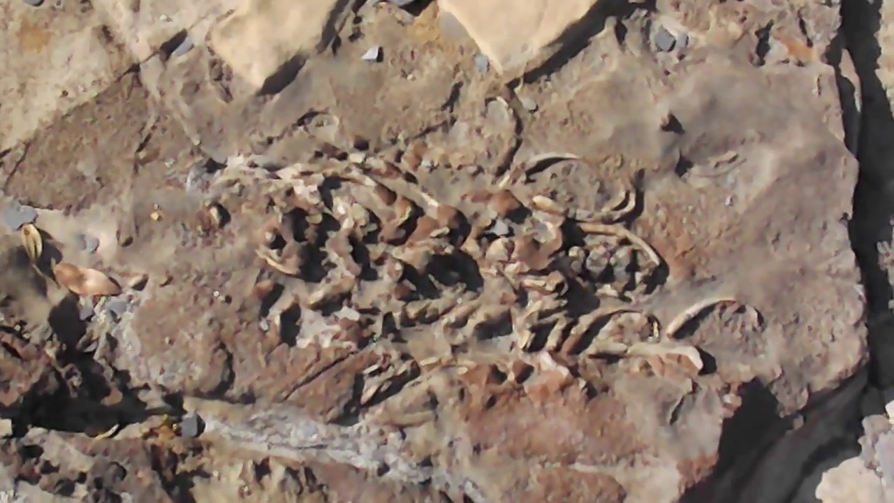 Mesosaurus , Vale dos Dinossauros, Fóssil de Mesosaurus, Borin Pesquisa ...