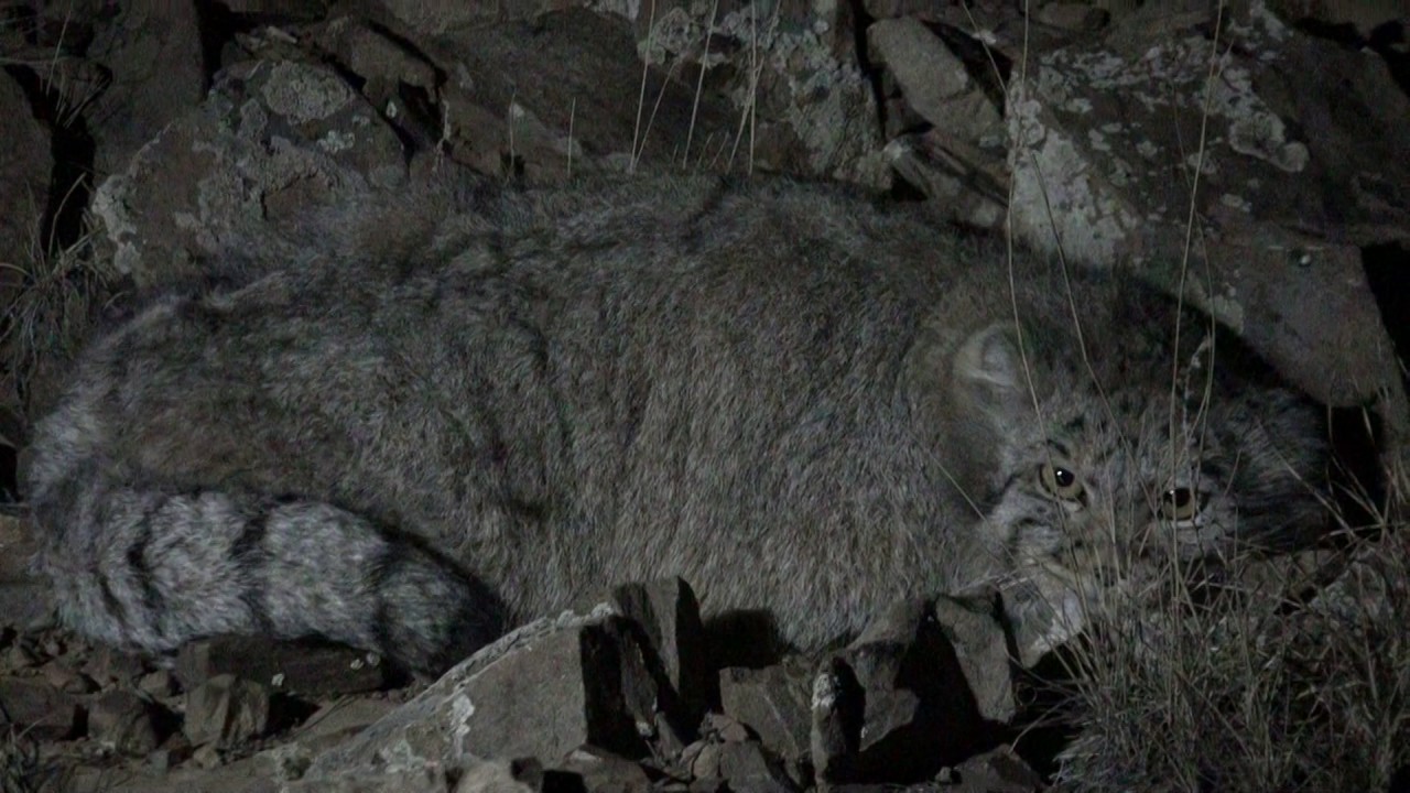 Pallas's cat in Mongolia -2016 - YouTube