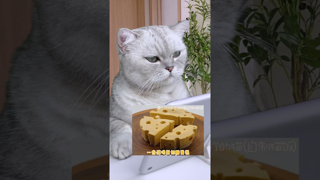 Cat Cooking Food ASMR || Tom&Jerry Cheese Cake #Shorts - YouTube